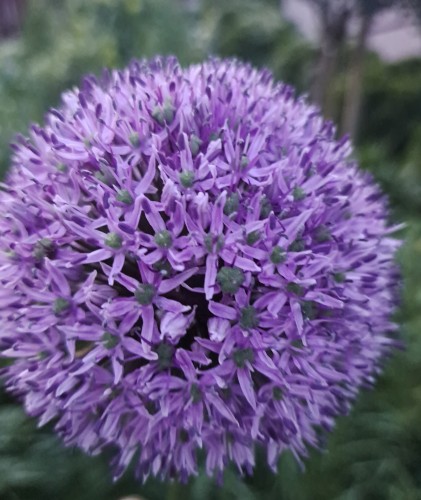 Czosnek ozdobny Allium Gladiator 1L - Olea Szkółka Roślin Ozdobnych