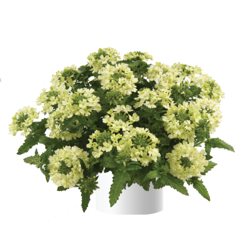 Werbena Verbena Vanessa Compact Lime - Olea Szkółka Roślin Ozdobnych