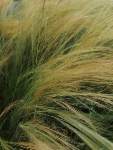 Stipa tennuissima Ostnica cieniutka Pony Tails - Olea Szkółka Roślin ...
