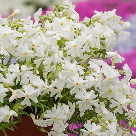Floks Płomyk szydlasty Phlox subulata Spring White - Olea Szkółka ...