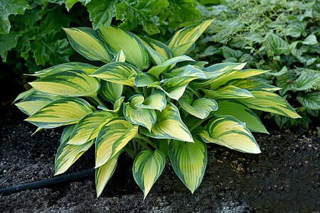Hosta Funkia June - Olea Szkółka Roślin Ozdobnych