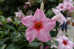 Sundaville: dipladenia, mandevilla, kwiaty balkonowe, białe, czerwone ...